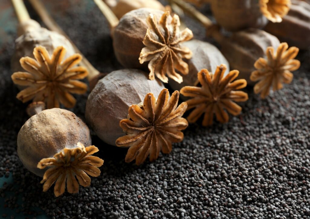 Mezigenerační dílna: Andělíček z makovice (24. 11.) | Klub K2